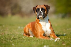 Do Boxers Shed? Complete Overview!