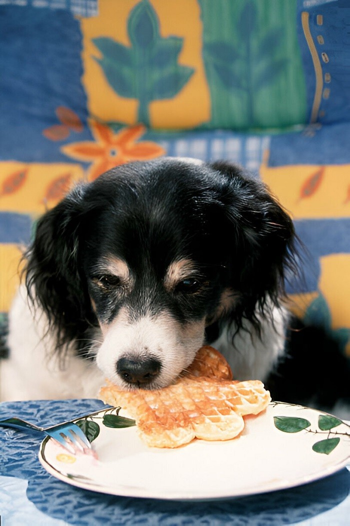 Can Dogs Eat Cinnamon Toast Crunch? Everything You Need to Know