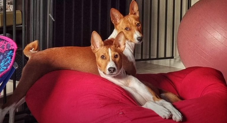 Do Basenjis Shed? Everything You Need to Know!