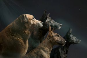 How Long Does It Take For A Dog To Reincarnate? Pro Tips Revealed!