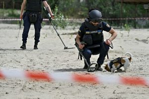 Why Does My Dog Push Against Me? Expert Advice for Pet Owners!