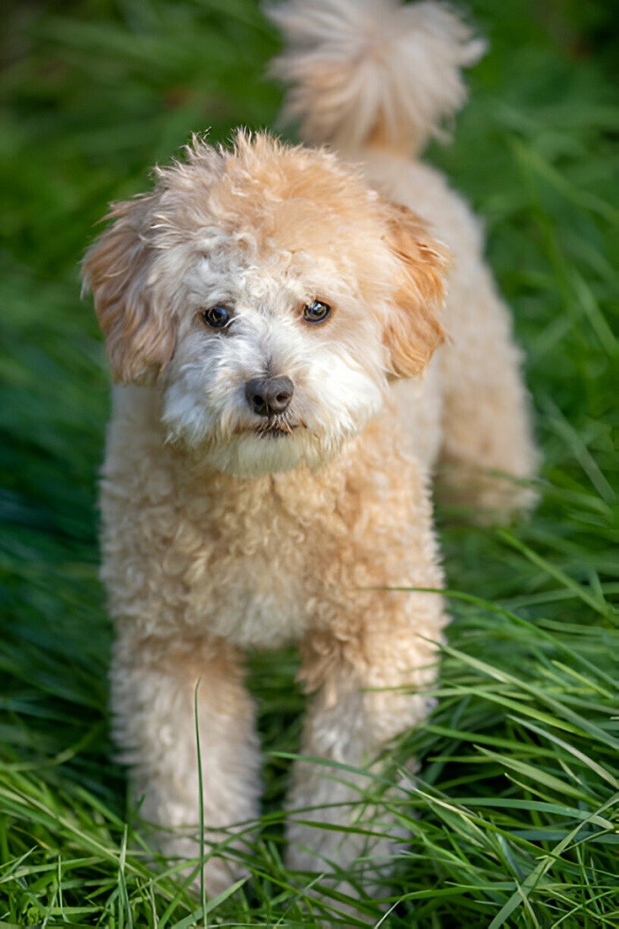 Do Goldendoodles Shed? Complete Overview!