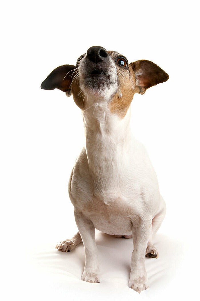 What Frequency Is A Dog Whistle? Expert Advice for Pet Owners!