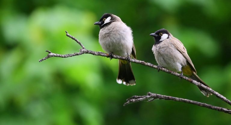 Do Birds Have Eyelashes?: Exploring Avian Anatomy