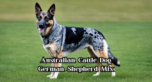 Australian Cattle Dog German Shepherd Mix: Ultimate Guide - [Nature of ...