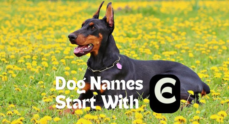 200 Best Dog Names That Start With B