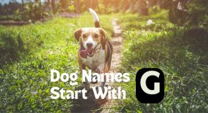 200 Popular Dog Names That Start With G - [Nature of Pets]