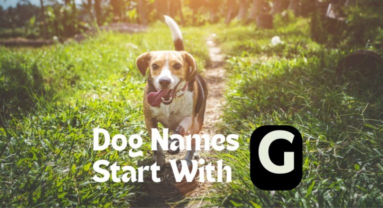 200 Timeless Dog Names That Start With W