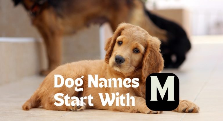 200 Best Dog Names That Start With B