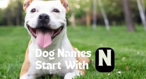 200 Popular Dog Names That Start With S