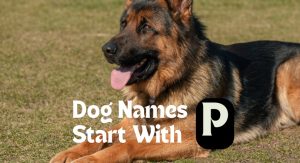200 Classic Dog Names That Start With P - [Nature of Pets]