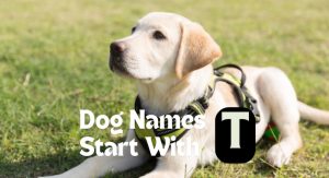200 Famous Dog Names That Start With R