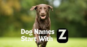 200 Best Dog Names That Start With Z - [Nature of Pets]