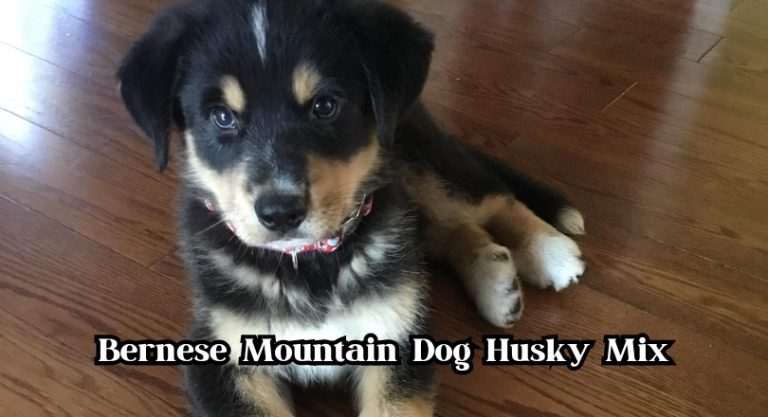 Bernese Mountain Dog Husky Mix: Majestic Blend Guide - [Nature of Pets]