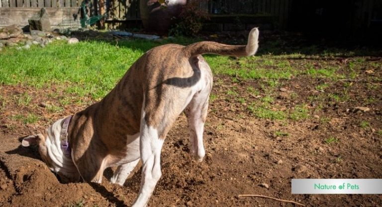How To Prevent Dogs From Digging In Yard? Effective Tips That Work ...