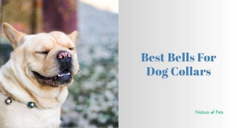 Our 8 Best Bells For Dog Collars To Buy In 2026 - [Nature of Pets]