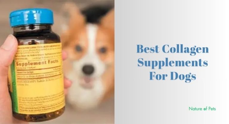 Top 8 Best Collagen Supplements For Dogs – Top Picks Of 2025 - [Nature ...