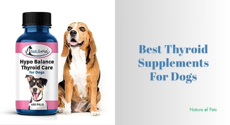 8 Best Thyroid Supplements For Dogs In 2026 - [Nature of Pets]
