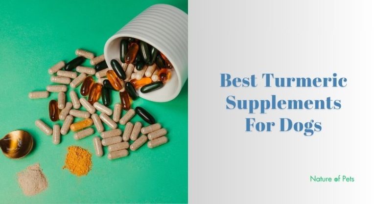 10 Best Turmeric Supplements For Dogs (2026), Tested and Reviewed ...