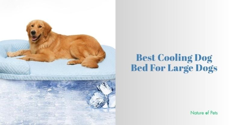 Top 10 Best Cooling Dog Bed For Large Dogs Of 2026 - [Nature of Pets]