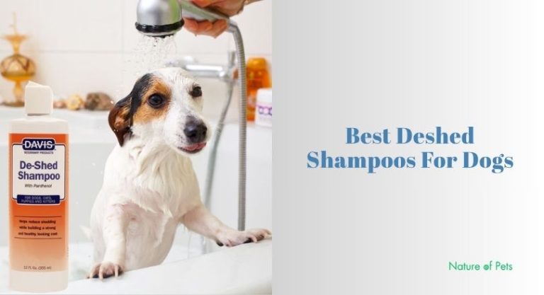 Top 10 Best Deshed Shampoos For Dogs (2026), Tested and Reviewed ...