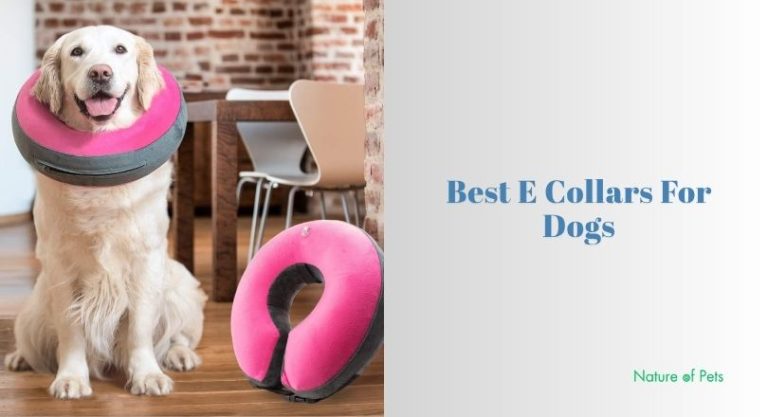 Our 12 Best E Collars For Dogs In 2026 – Reviews And Guide - [Nature of ...