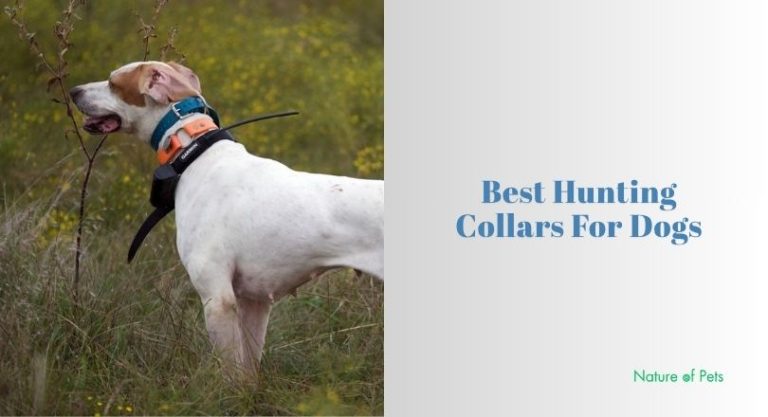 10 Best Hunting Collars For Dogs To Buy In 2026 - [Nature of Pets]