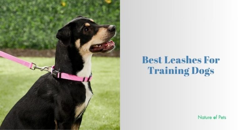 Top 10 Best Leashes For Training Dogs Of 2026 - [Nature of Pets]