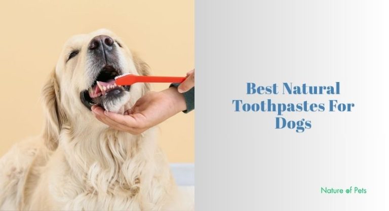 Our 10 Best Natural Toothpastes For Dogs Of 2026, Tested by Experts ...