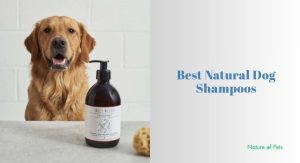 Our 10 Best Natural Dog Shampoos In 2026 - [Nature of Pets]