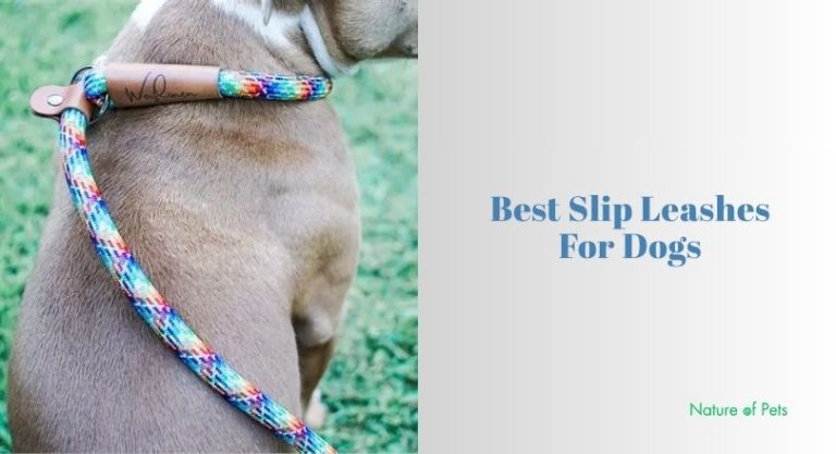 The 10 Best Slip Leashes For Dogs (2026), Tested and Reviewed - [Nature ...
