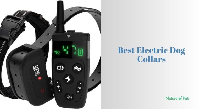 Our 8 Best Electric Dog Collars Of 2026, Tested by Experts - [Nature of ...