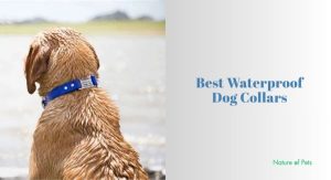 The 10 Best Waterproof Dog Collars 2026: Top Picks - [Nature of Pets]