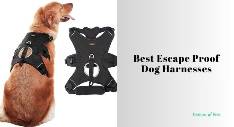 The 10 Best Escape Proof Dog Harnesses In 2026 - [Nature of Pets]