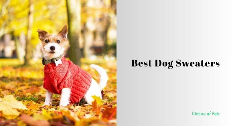 Our 12 Best Dog Sweaters – Top Picks Of 2026 - [Nature of Pets]