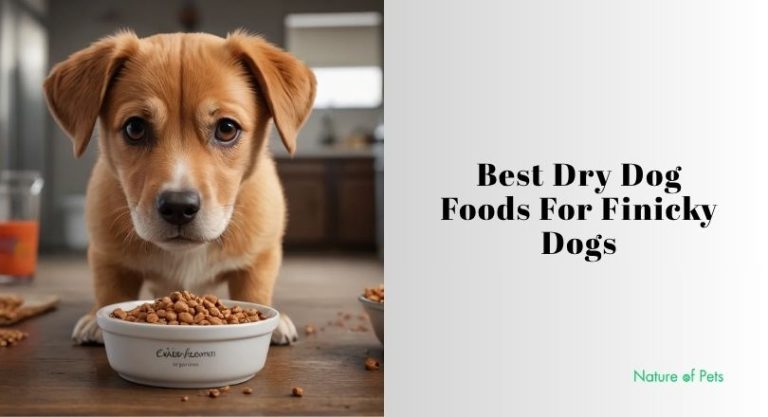 The 10 Best Dry Dog Foods For Finicky Dogs In 2026 – Reviews And Guide ...