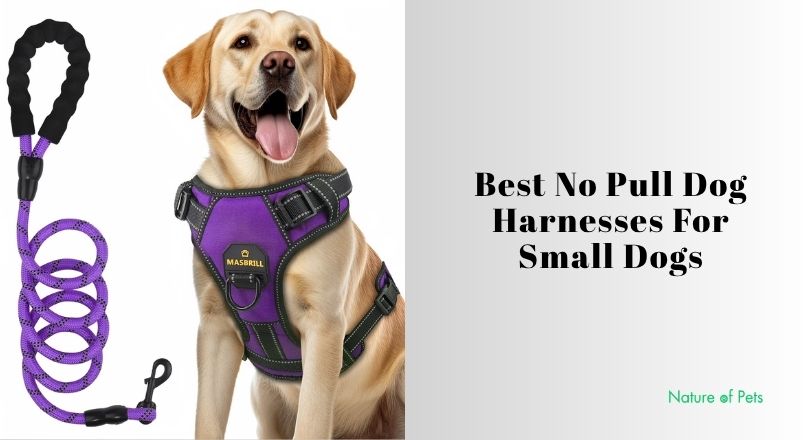 Top 10 Best No Pull Dog Harnesses For Small Dogs – Top Picks Of 2026 ...