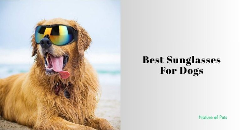 Top 10 Best Sunglasses For Dogs Of 2026, Tested by Experts - [Nature of ...