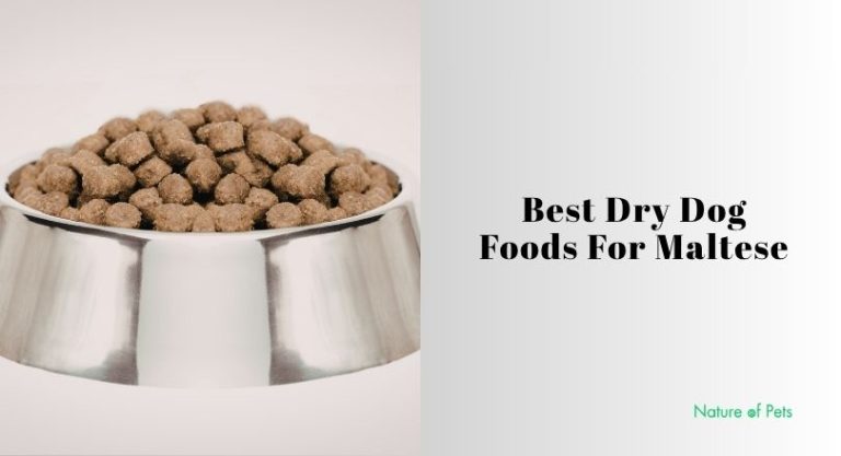 The 10 Best Dry Dog Foods For Maltese Of 2026, Tested by Experts ...