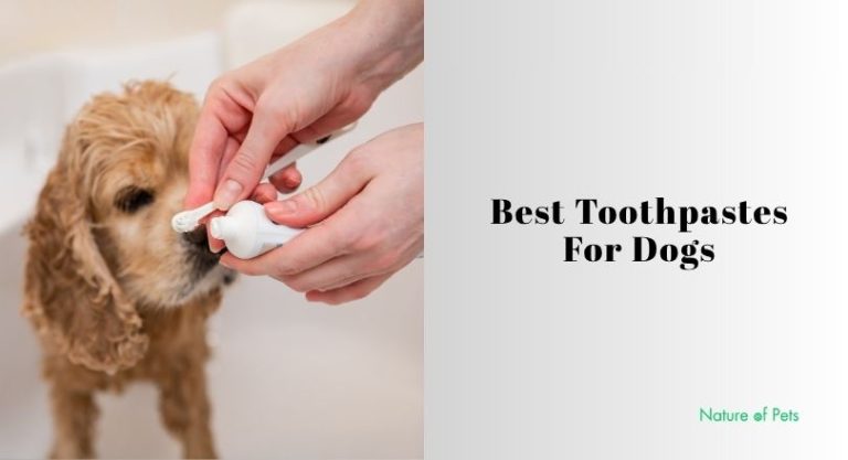 The 10 Best Toothpastes For Dogs (2026), Tested and Reviewed - [Nature ...
